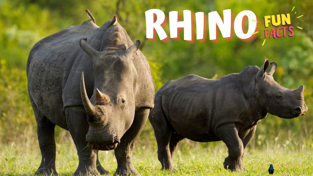 RHINO - Check This Surprising and Fun Facts About Rhinos! - COS.TV