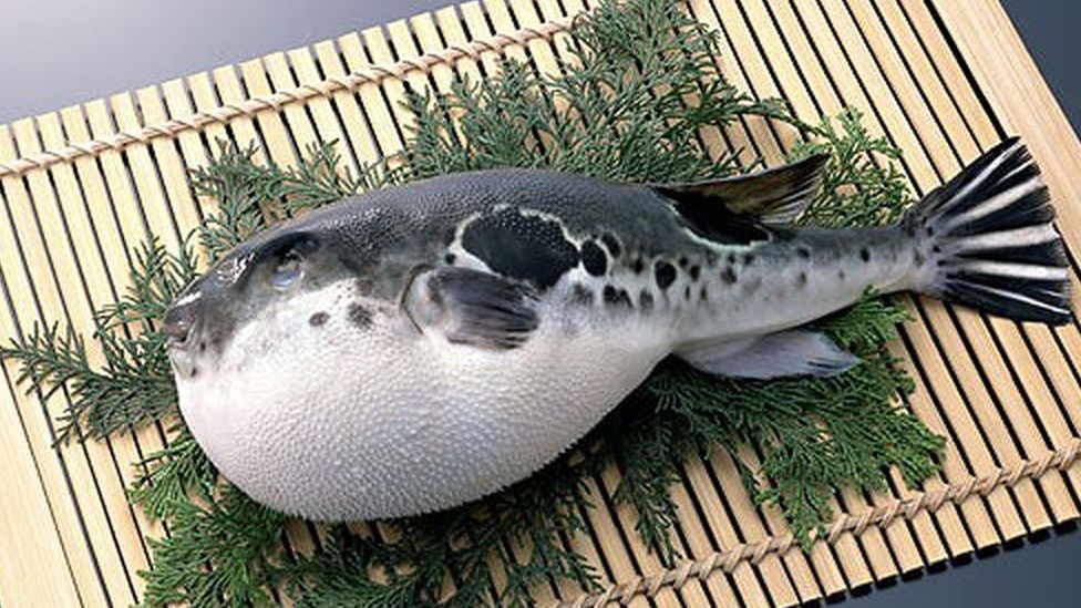 Amazing Skills of Blowfish Toxic Cleaning and Fried Blowfish - Korean ...